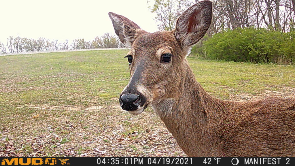 Stealth Cam Launches Enhanced Command Pro App