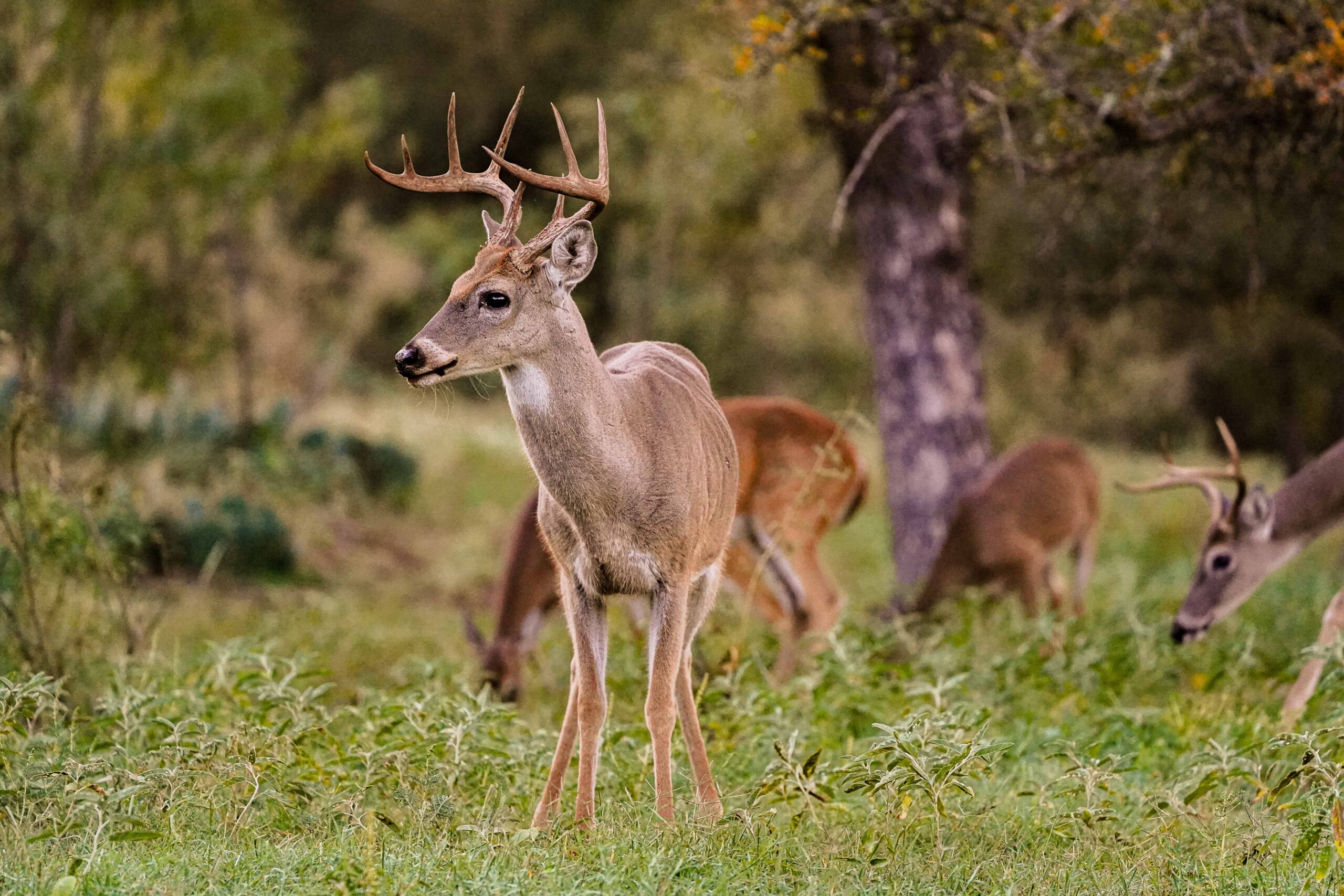 What Hunters Should Do When It's Not Deer Season